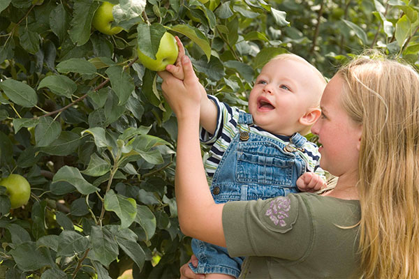 What We Grow - Evans Orchard - Market & Cider Mill - Georgetown, KY