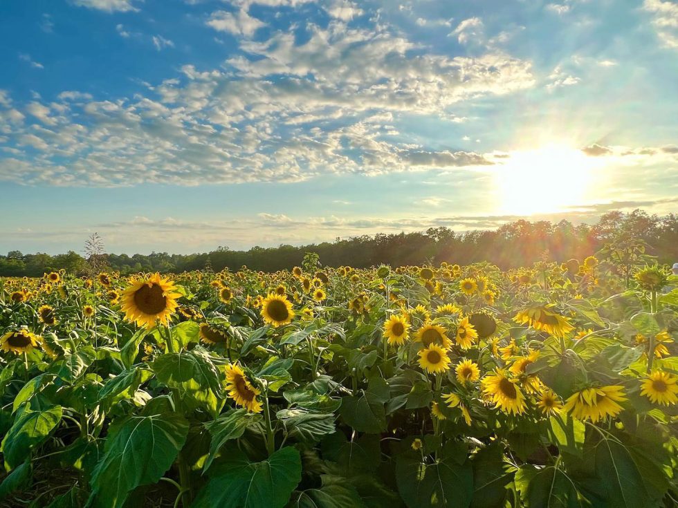 Evans Orchard - Market & Cider Mill - Georgetown, KY